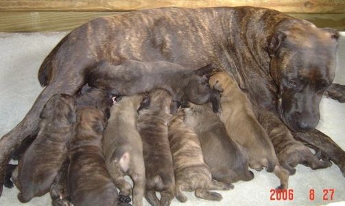 American Sentinel K9, LLC - Bandog, Bandogge