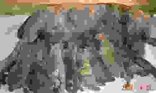 American Sentinel K9, LLC - Bandog, Bandogge