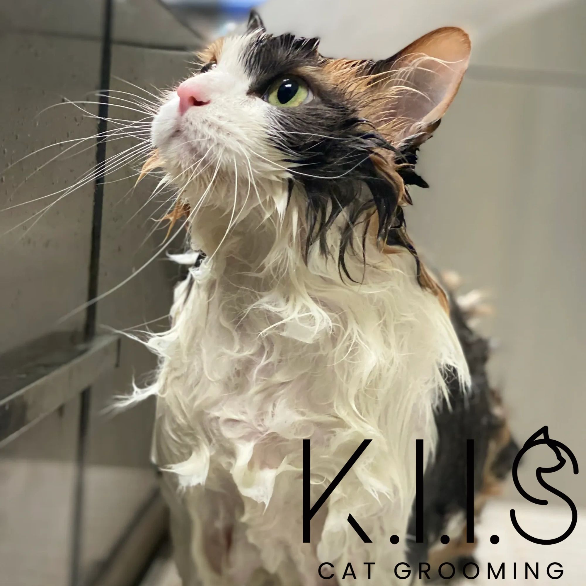 Professional Cat Grooming Services