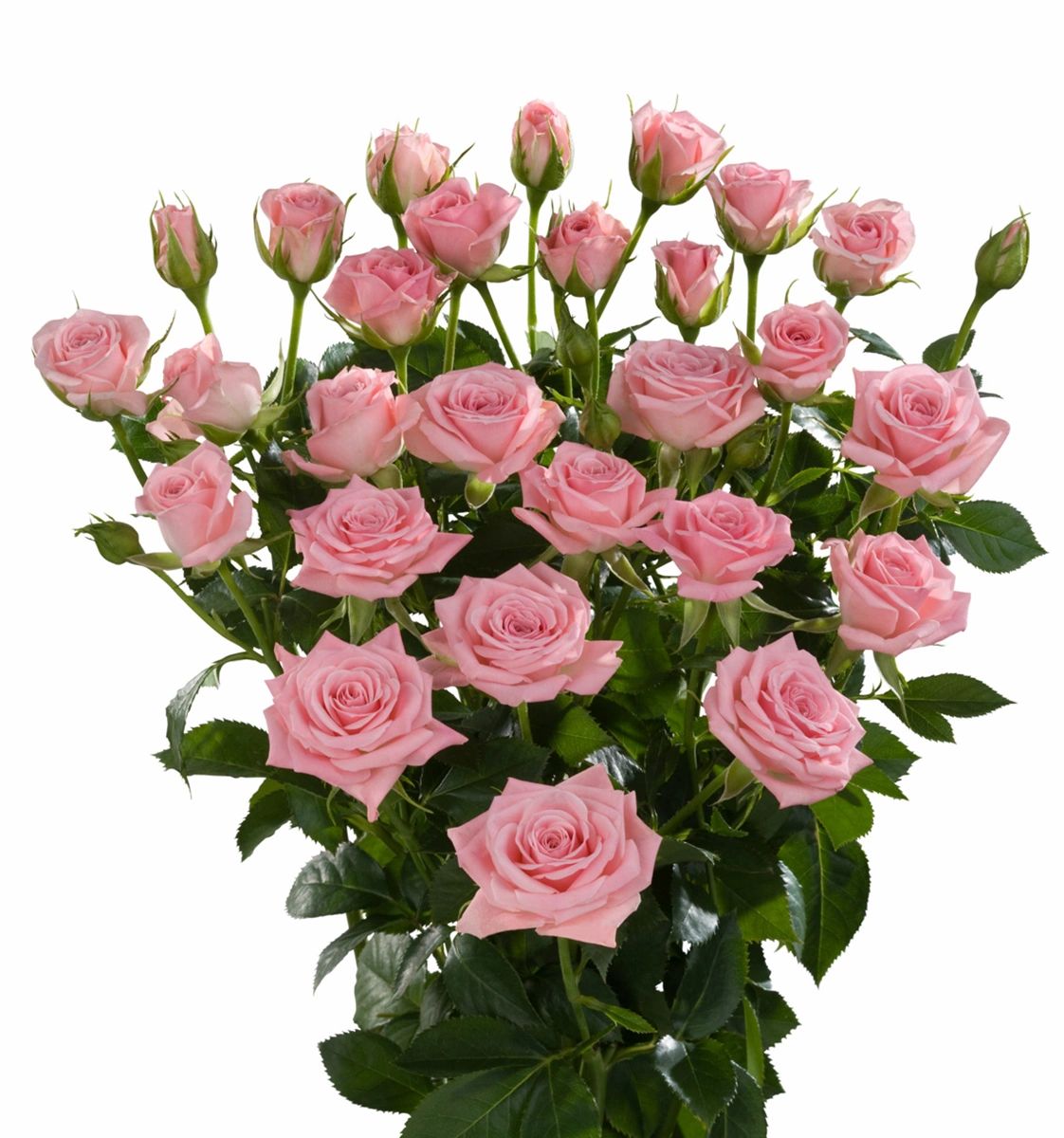 Lindy's Flowers - Spray Rose, Snapdragon