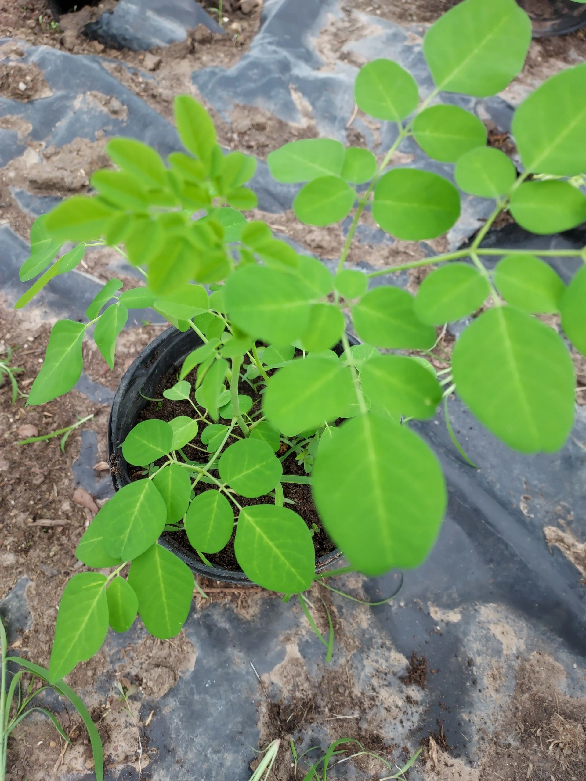 Moringa the never Die Tree