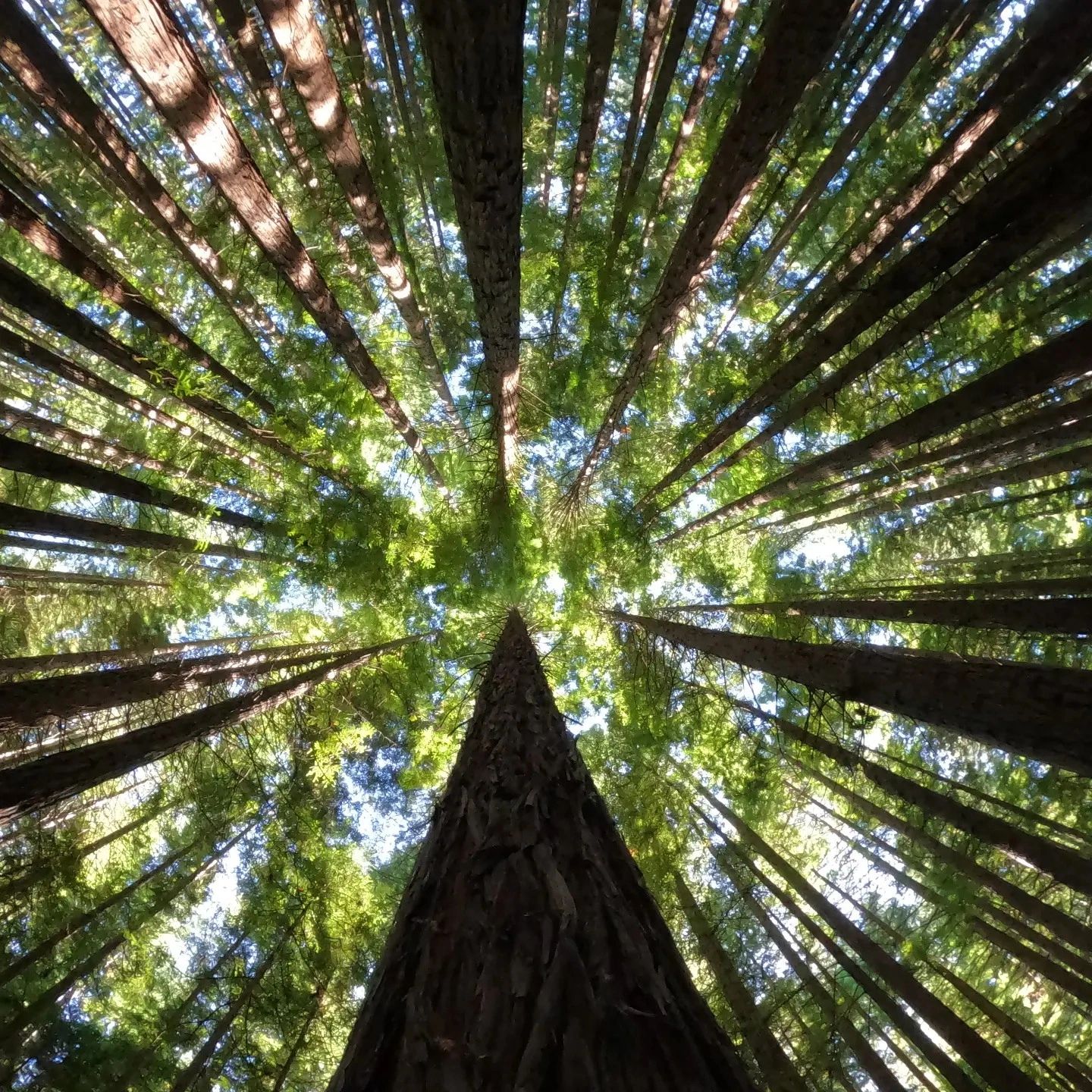 Peer Forward Support