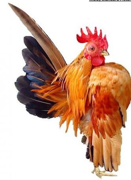 Serama Standard - American Serama, Standard for American Serama