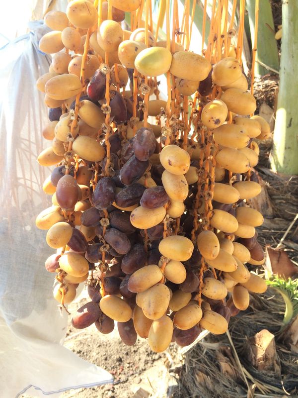 Semi Dry Medjool Dates | Mecca Date Farm