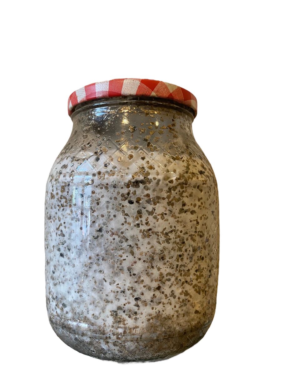 Inoculated grain jar 900ml jar