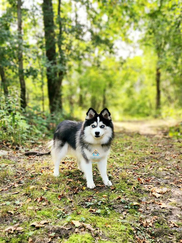 Our Males | Bluebird House of Pomsky