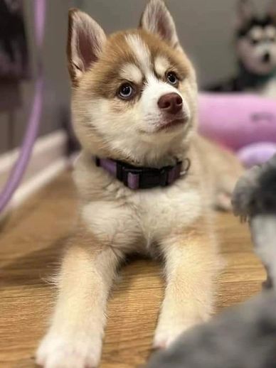 Our Females | Bluebird House of Pomsky