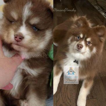 Bluebird House of Pomsky - Pomsky Breeder MN, Pomsky Breeders