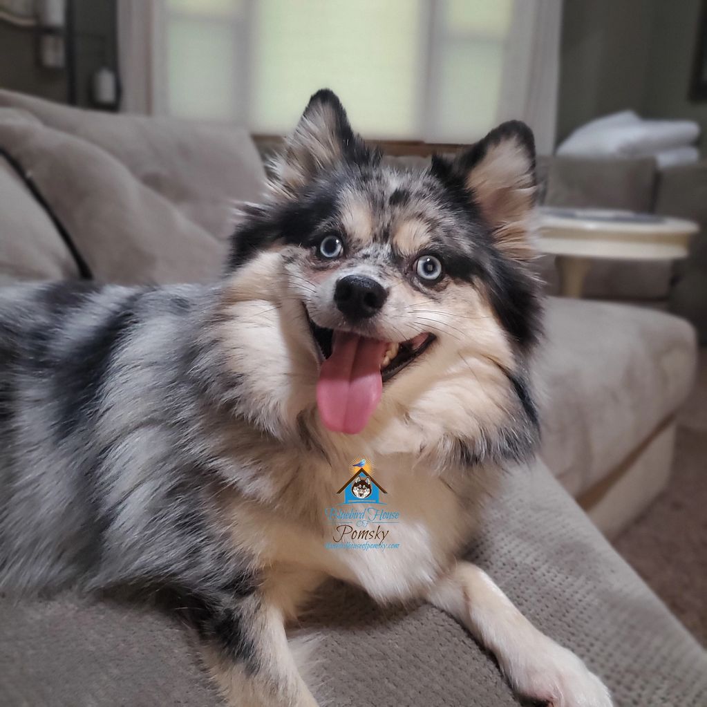 Bluebird House of Pomsky - Pomsky Breeder MN, Pomsky Breeders