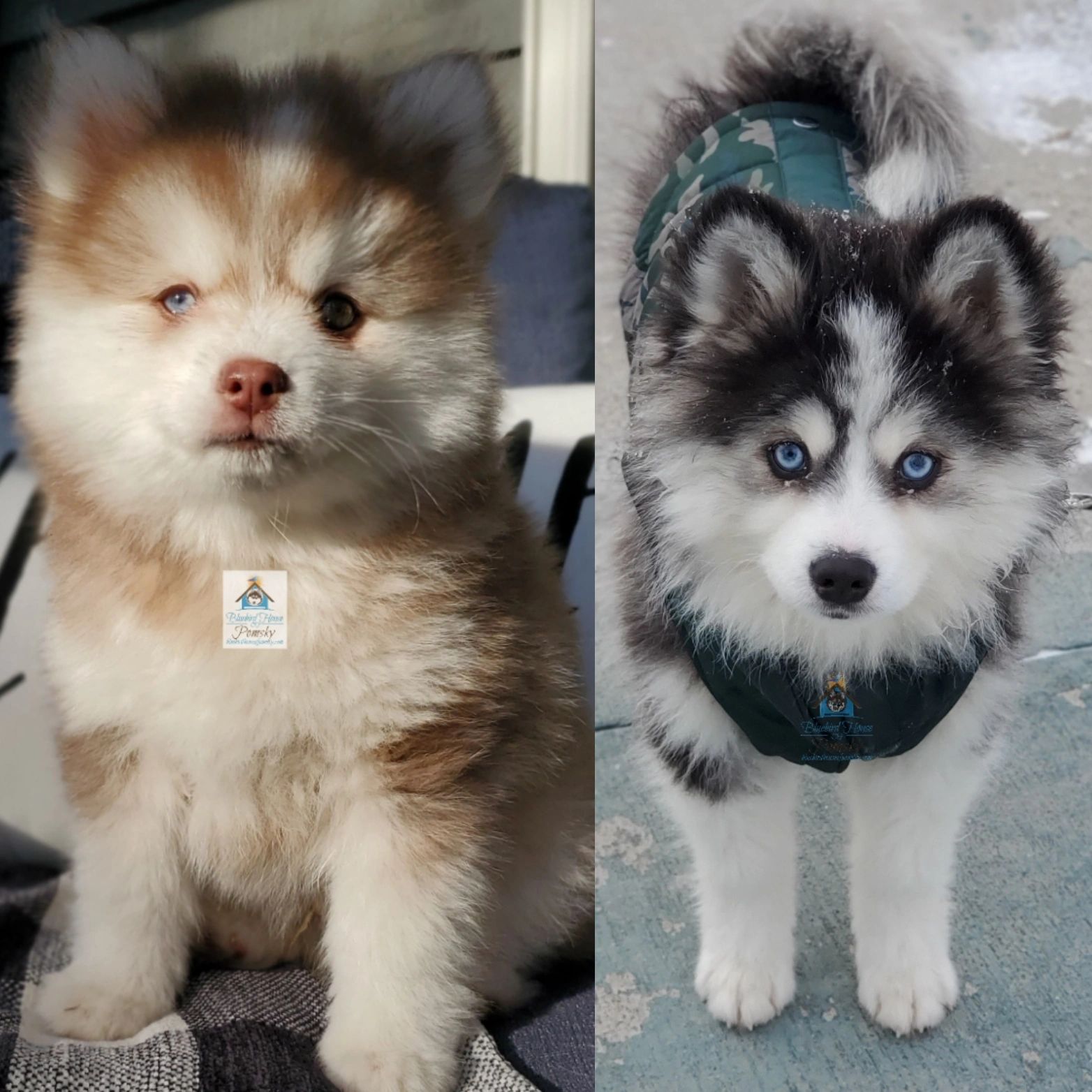 How Much Does A Pomsky Cost