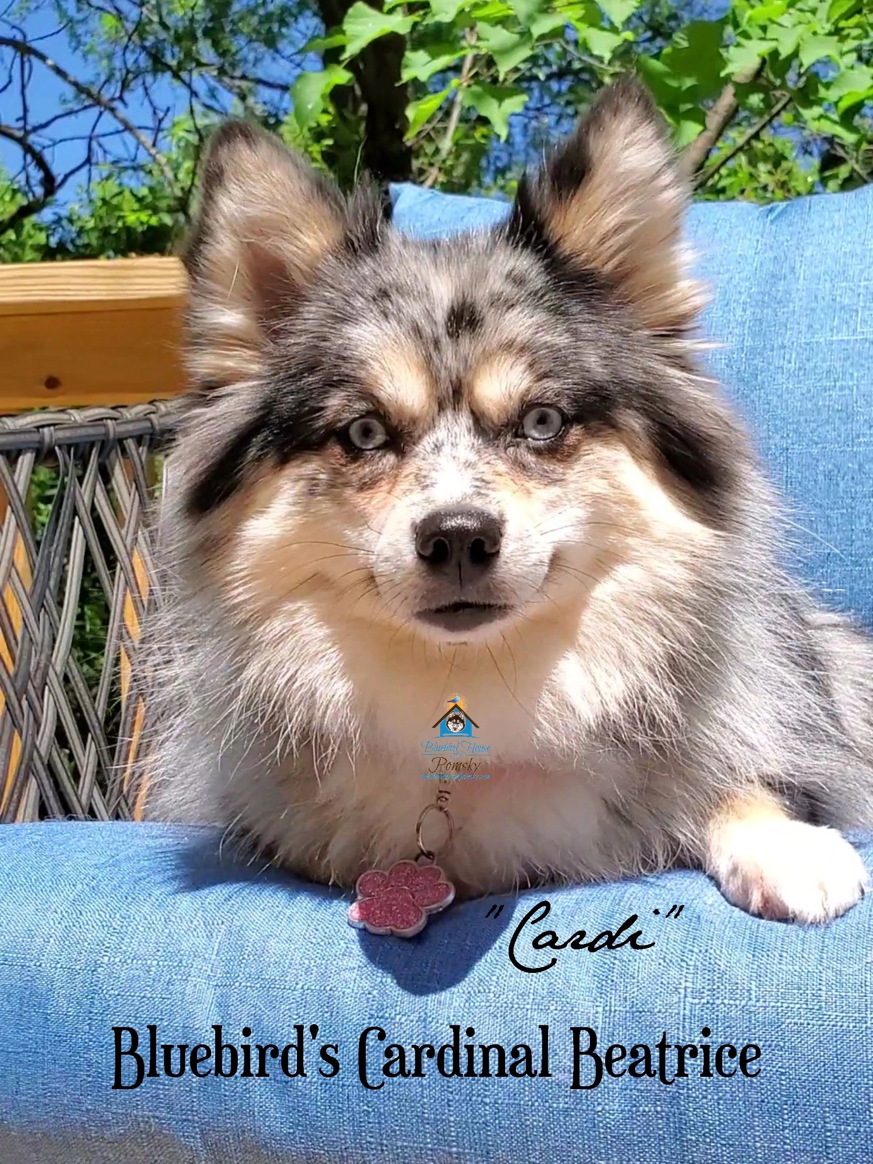 Bluebird House of Pomsky - Pomsky Breeder MN, Pomsky Breeders