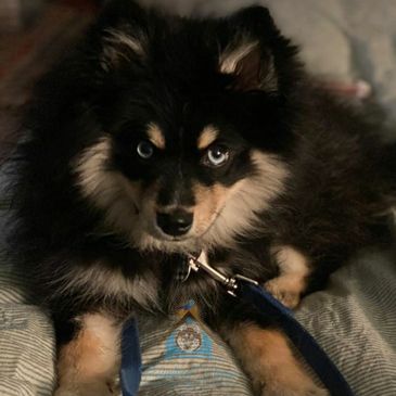 Bluebird House of Pomsky - Pomsky Breeder MN, Pomsky Breeders