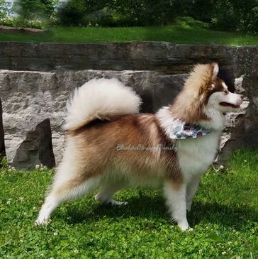 Bluebird House of Pomsky - Pomsky Breeder MN, Pomsky Breeders