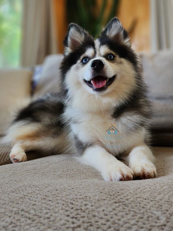 Our Males | Bluebird House of Pomsky