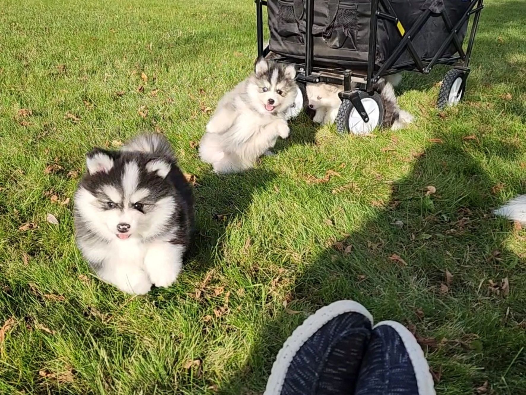 Bluebird House of Pomsky - Pomsky Breeder MN, Pomsky Breeders