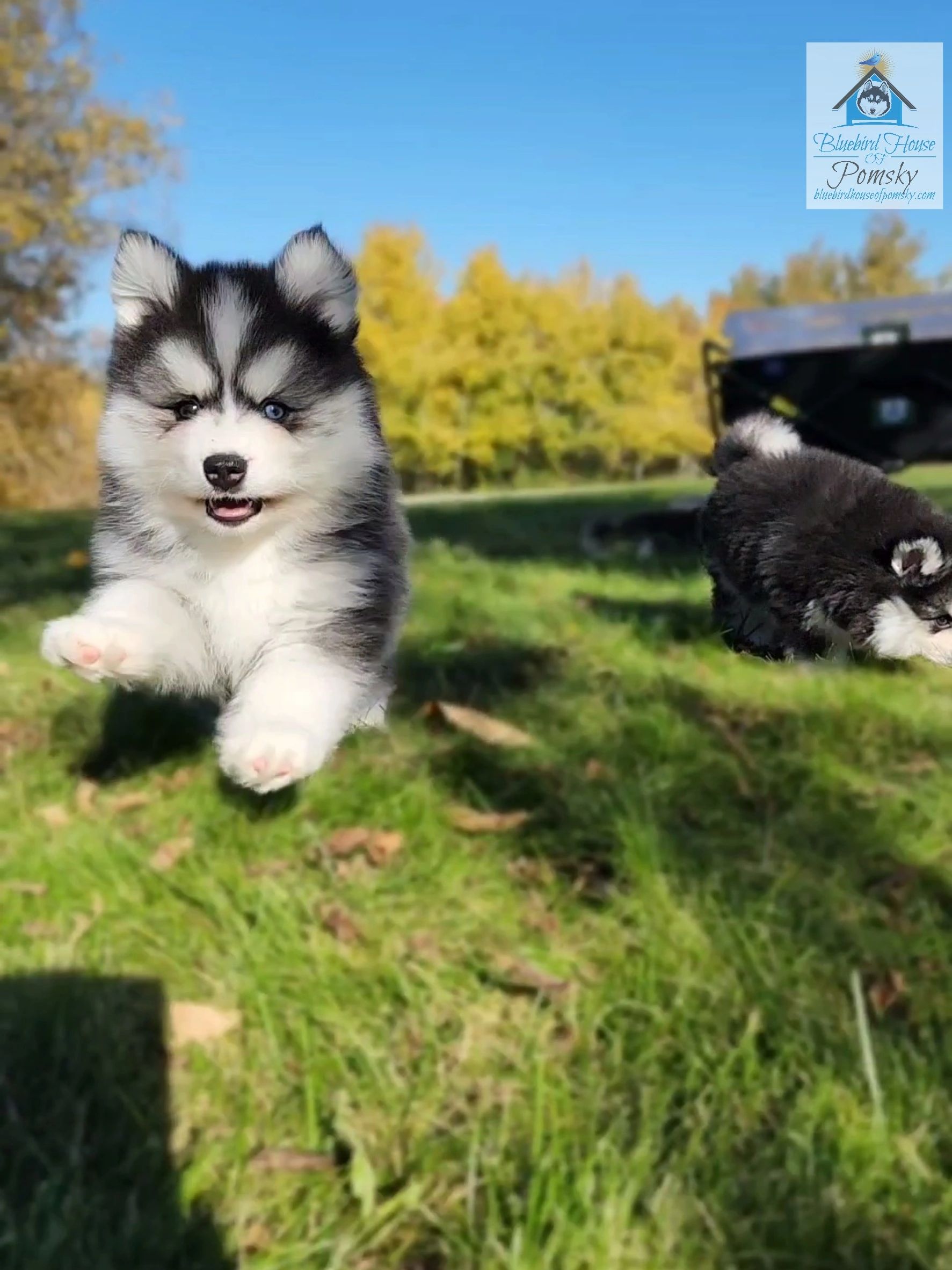 Bluebird Pomsky Grooming Tipsheet
