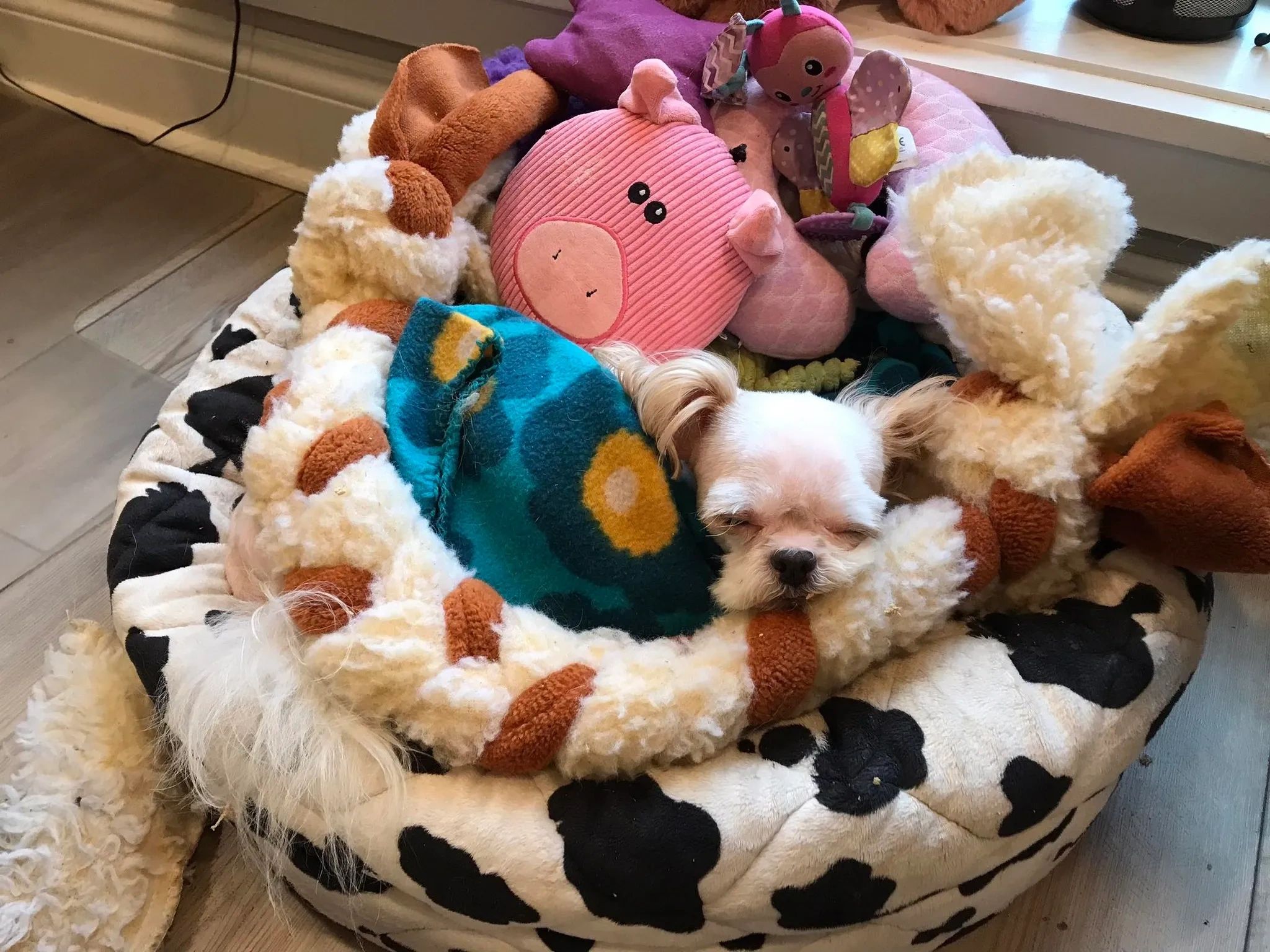 Detroit - Male - Cavapoo - Born 03-17-2026 - $1800