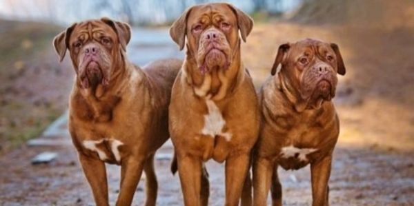 The Big Mutt Network Inc