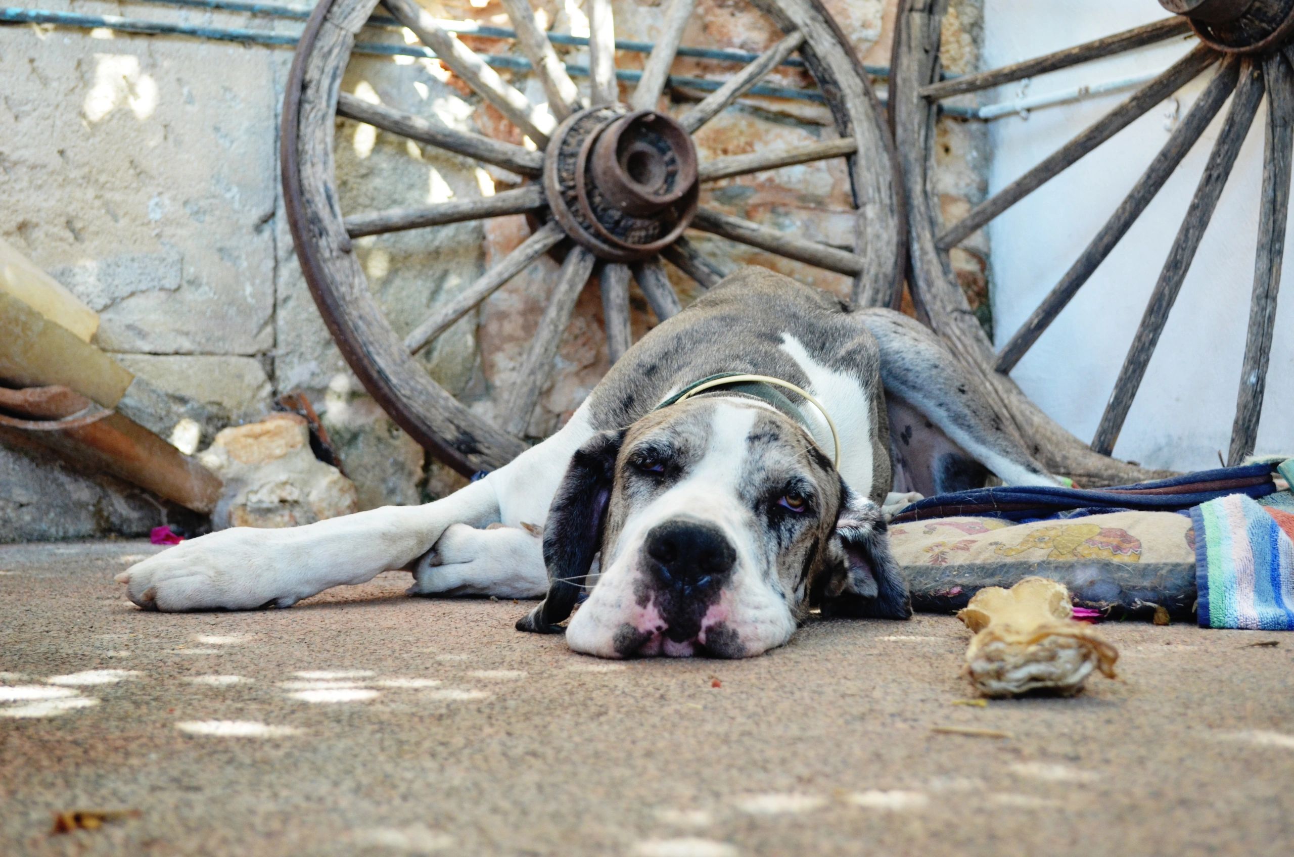 Exciting News: "Mangey Mutt News" Coming Soon!