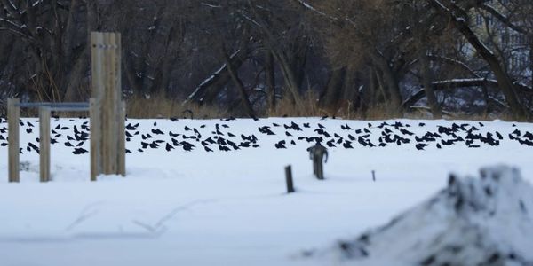 Other Roosts | Portland Crow Roost