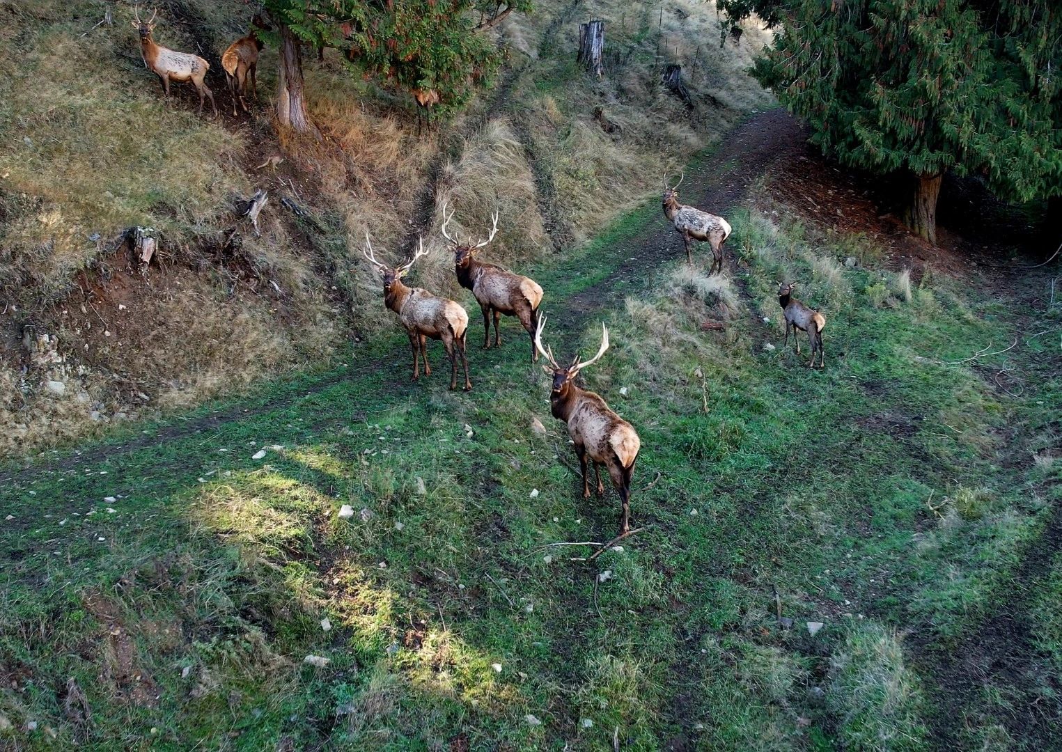 Explore Rose Lake Elk Ranch Today