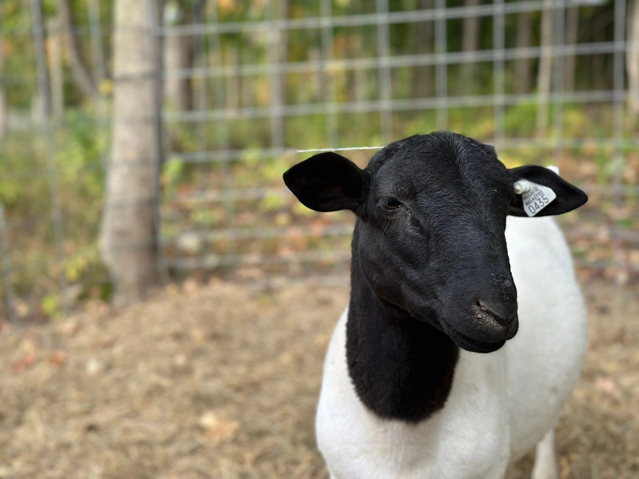 Fresh Whole Lamb and Quality Lamb Meat | Royal Lamb Company