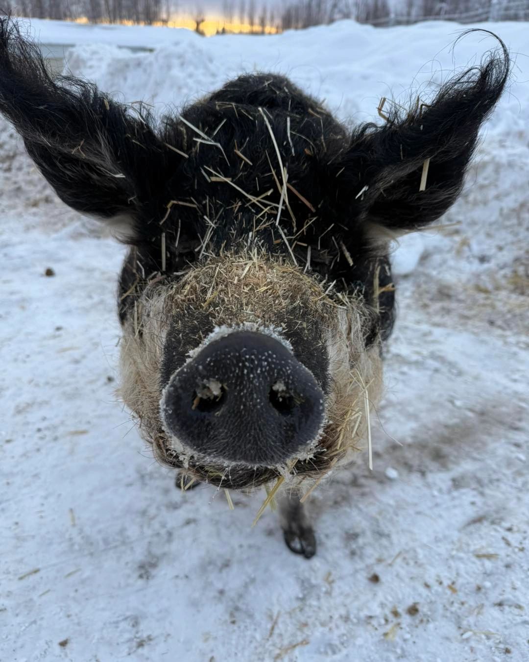 Adoption Volunteer Foster - Alaska Potbelly Pig Rescue Inc.