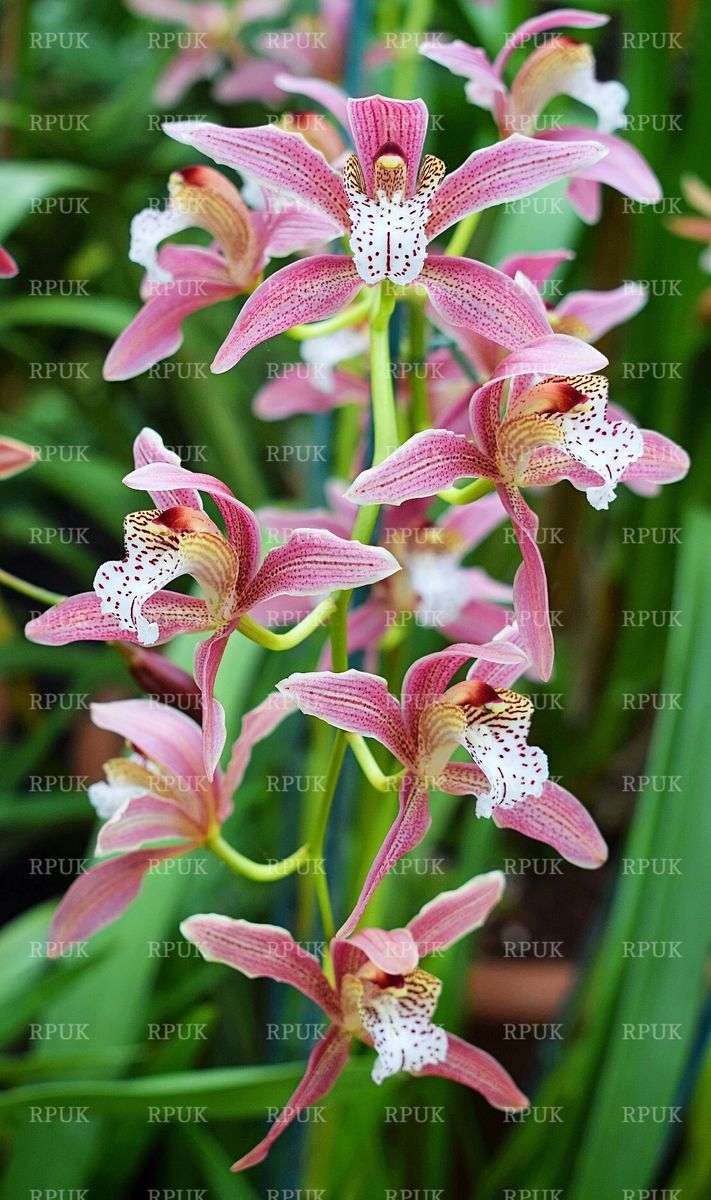 'Princess Charlotte' Cymbidium Orchid - Kew Orchid Festival, Royal ...