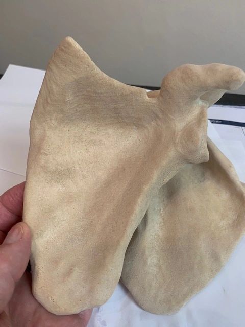 3D Printed Laser Sintered Scapula bone model made with FibreTuff