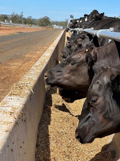 Cattle Feedlots | BCF Concreting solutions Pty Ltd