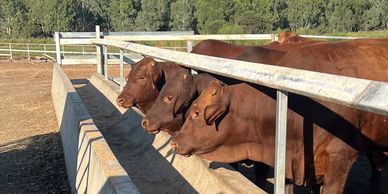 Cattle Feedlots | BCF Concreting solutions Pty Ltd