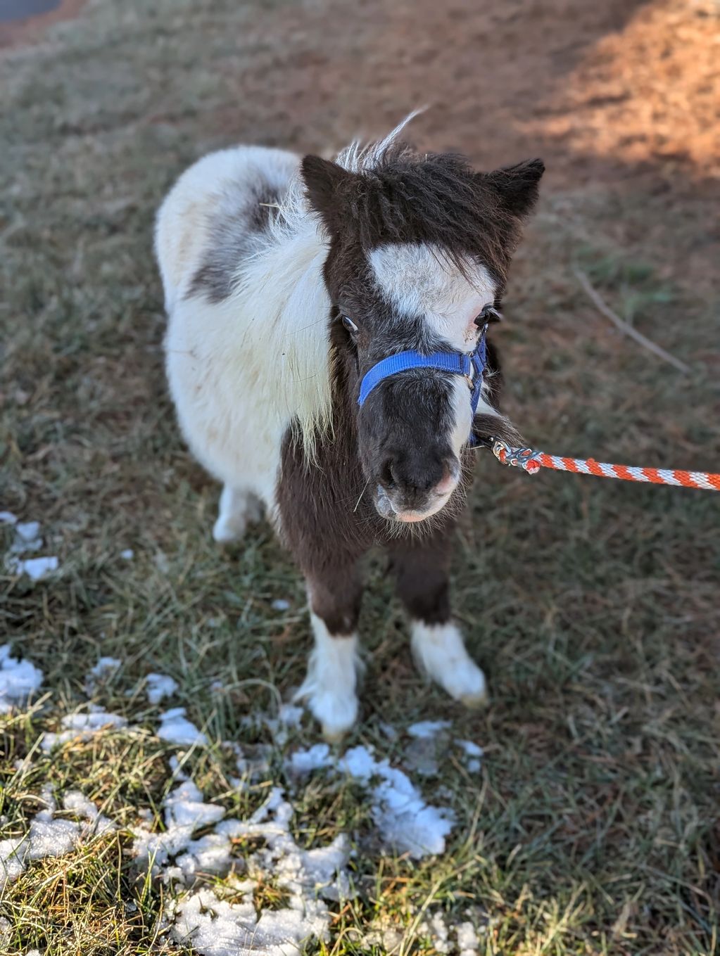 Miniature Horses for Sale - Tiny Mini Horses