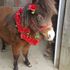 Tiny Mini Horses - Tiny Miniature Horses, Therapy Horses