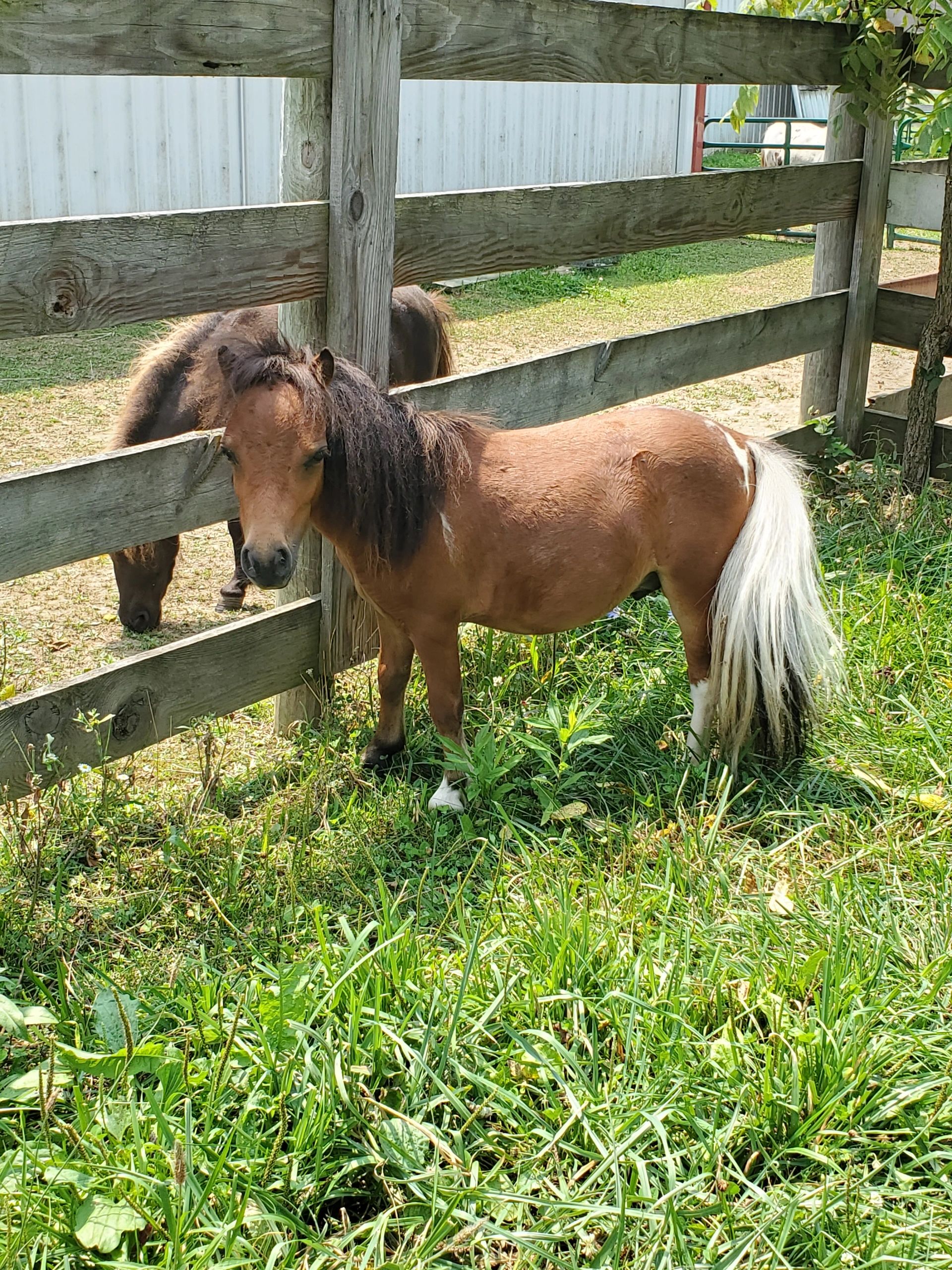 Tiny Mini Horses - Tiny Miniature Horses, Therapy Horses