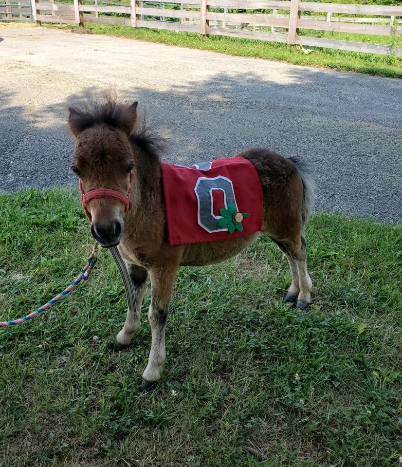Tiny Mini Horses - Tiny Miniature Horses, Therapy Horses