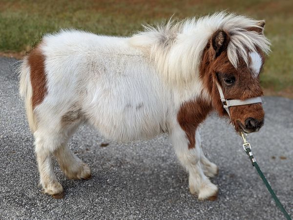 Miniature Horses for Sale - Tiny Mini Horses