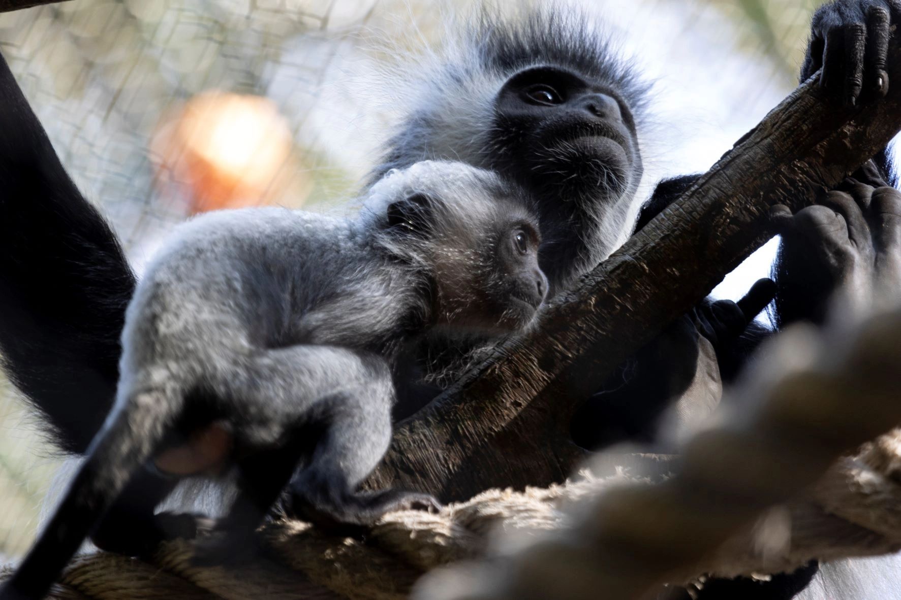 RESERVATIONS ARE AVAILABLE NOW FOR MOTHER'S DAY BRUNCH AT ZOO ATL