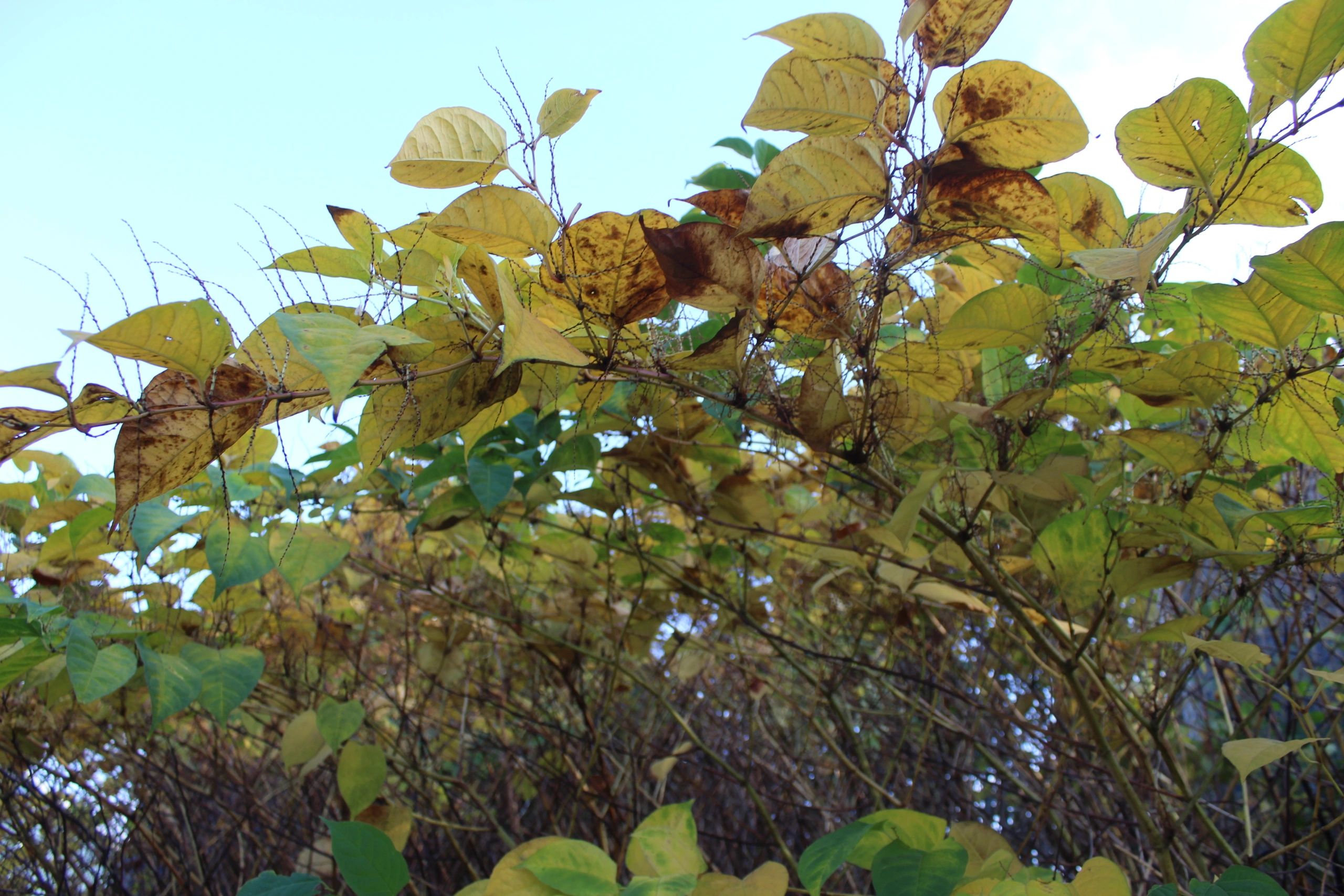 Japanese Knotweed: Understanding its Seasonal Transformation