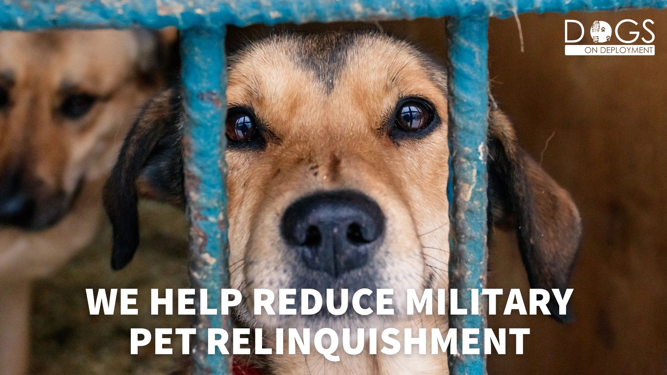 Operation Shelter Partners: A Lifeline for Military Pets