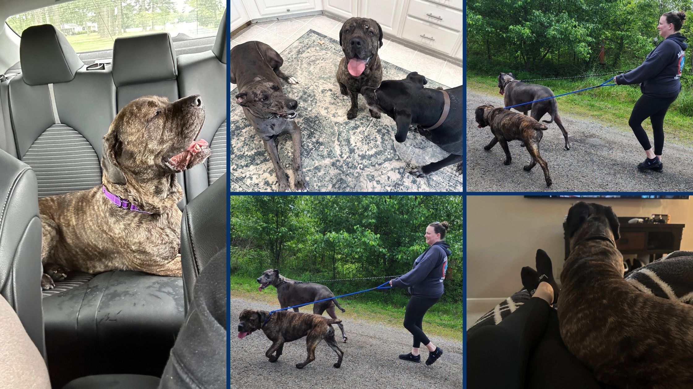 A Lifeline for Blue Moon: Dogs on Deployment's HPBN Impact