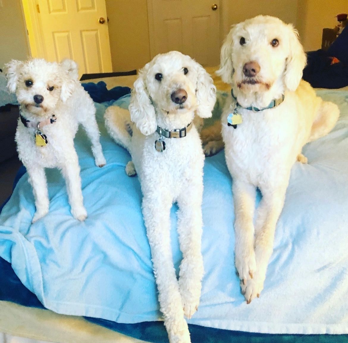 Parks' Paw Palace LLC