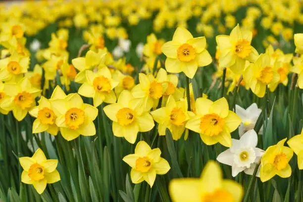 The Daffodil Principle