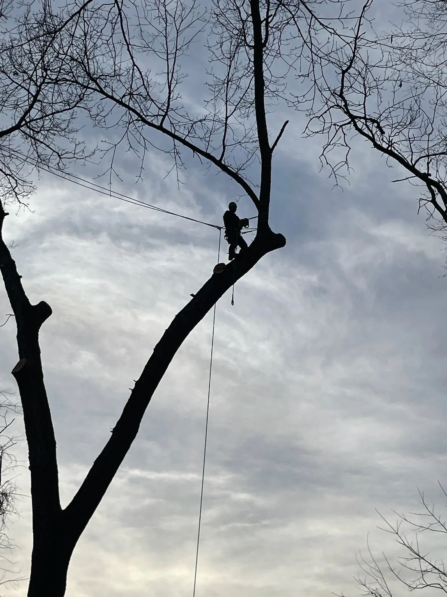 Expert Tree Services