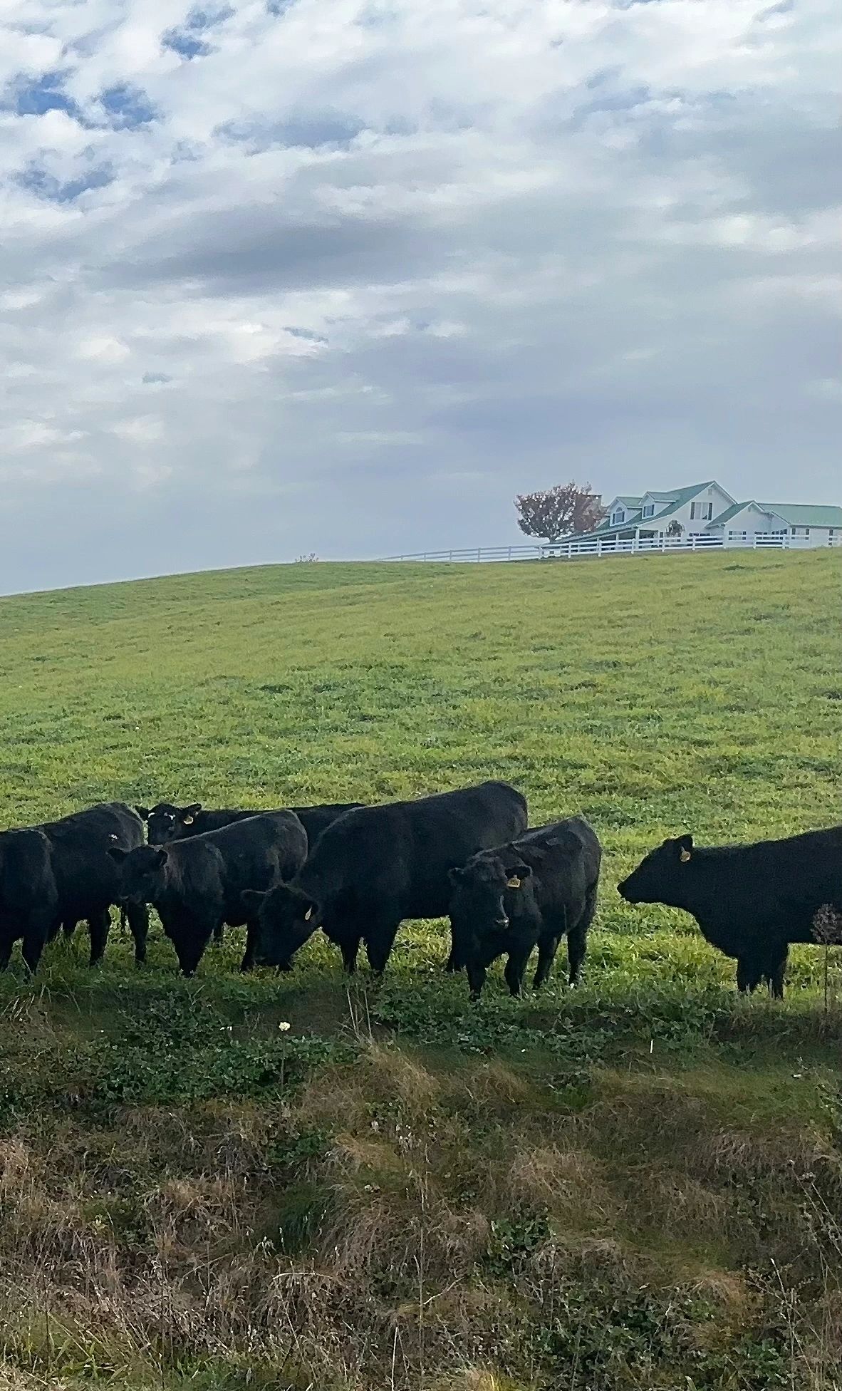 Beef Lamb, Meat - Farm - Newland, North Carolina