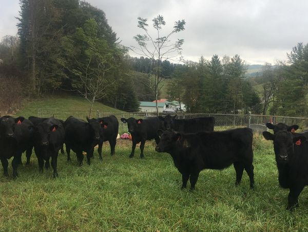 Beef Lamb, Meat - Farm - Newland, North Carolina