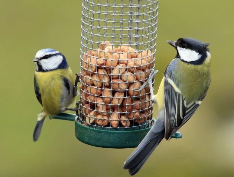 Wild Bird Food