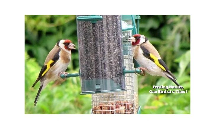 High-Quality Bird Food for Your Feathered Friends