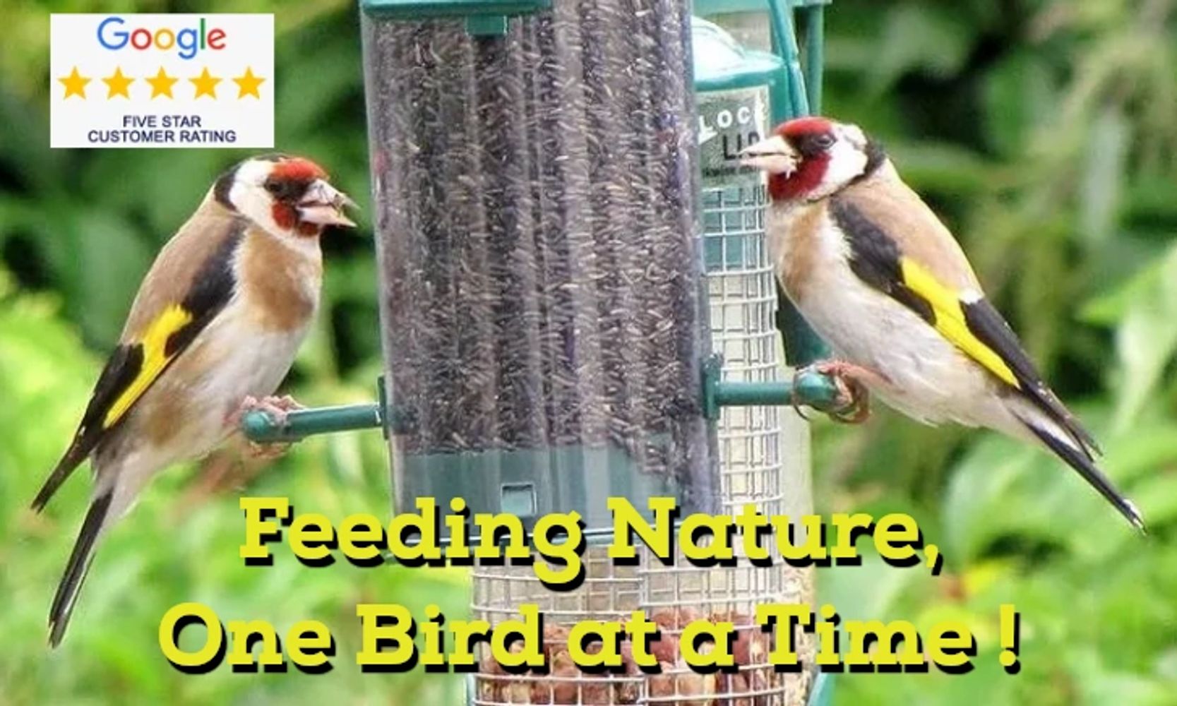 High-Quality Bird Food for Your Feathered Friends