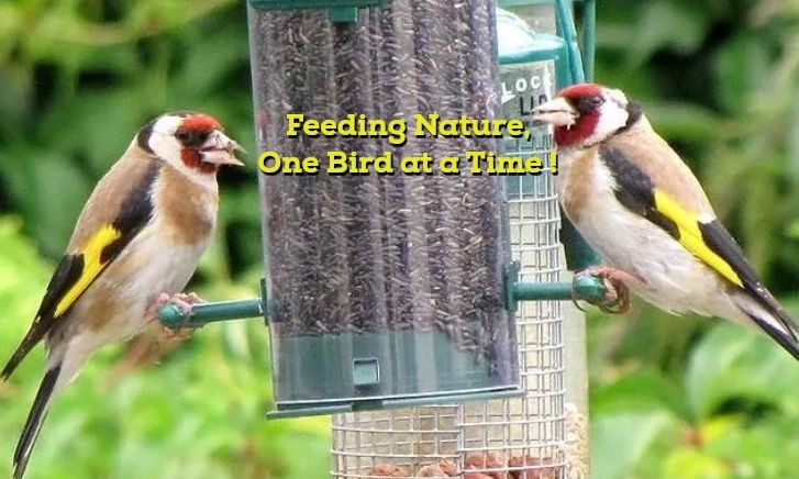 High-Quality Bird Food for Your Feathered Friends