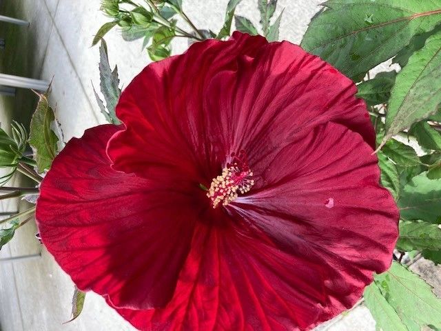 Happy Hibiscus